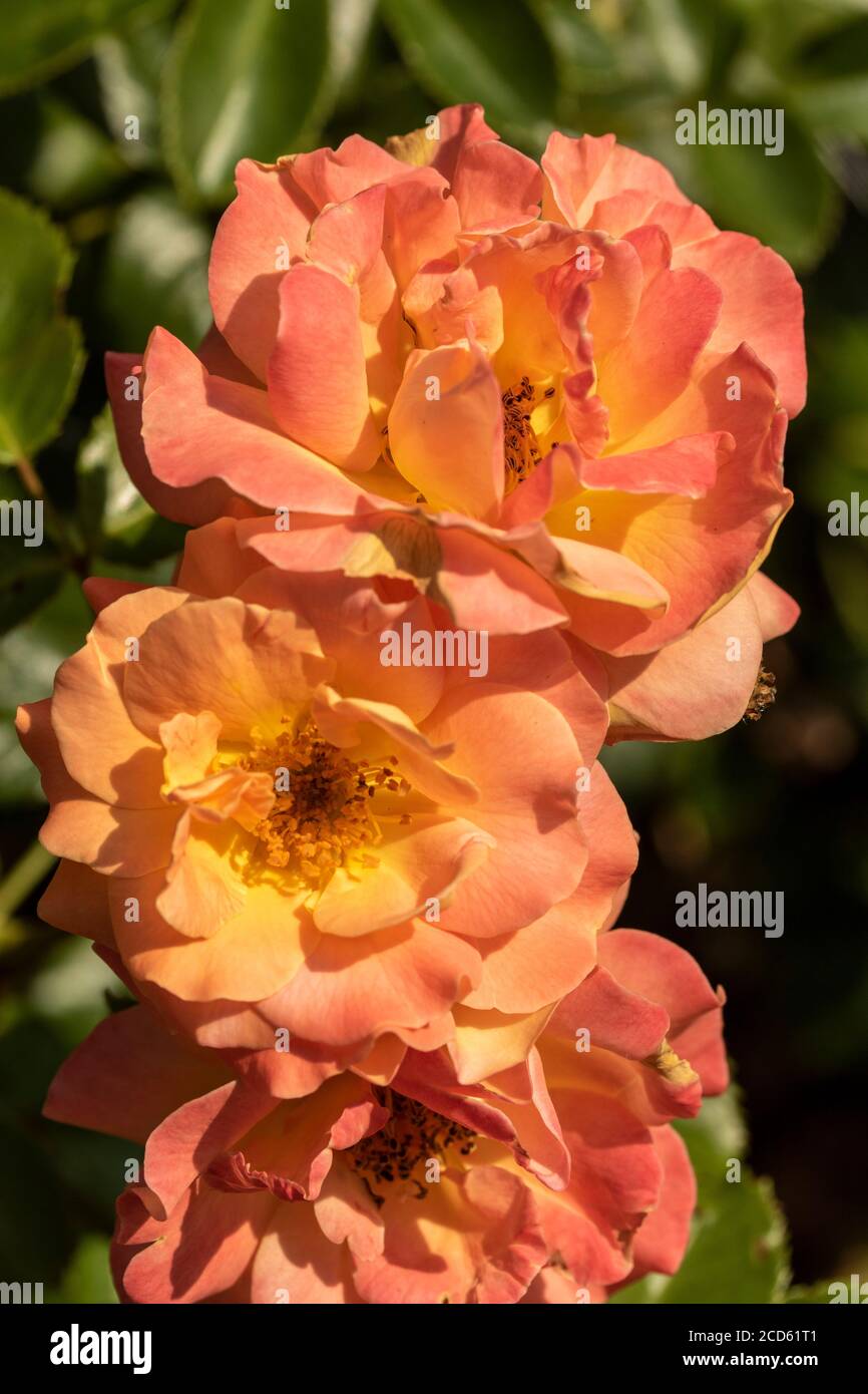 Rosa precious love hi-res stock photography and images - Alamy
