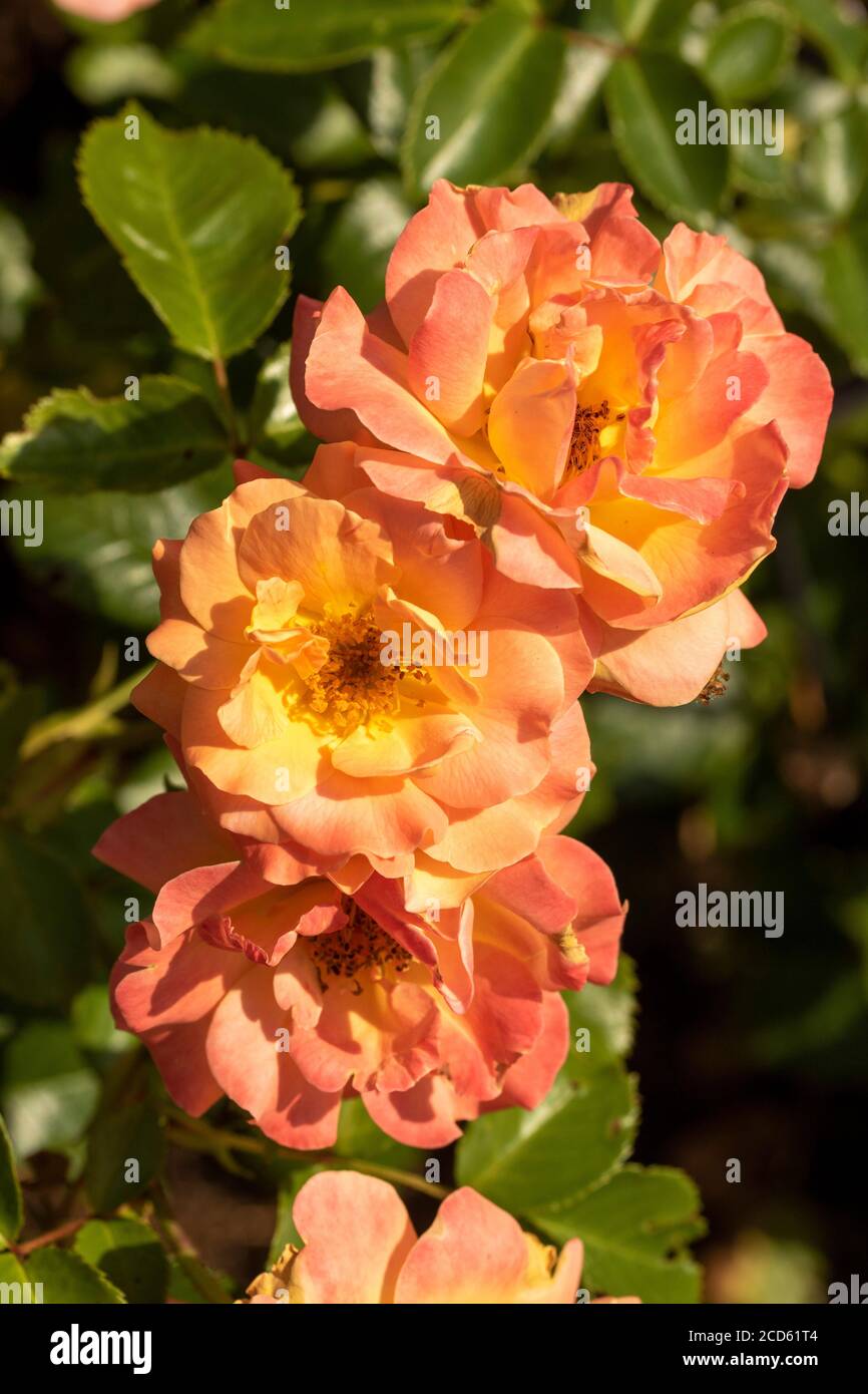 Rosa 'Precious Amber' Stock Photo - Alamy