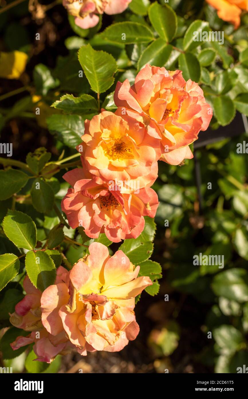 Precious amber rose hi-res stock photography and images - Alamy