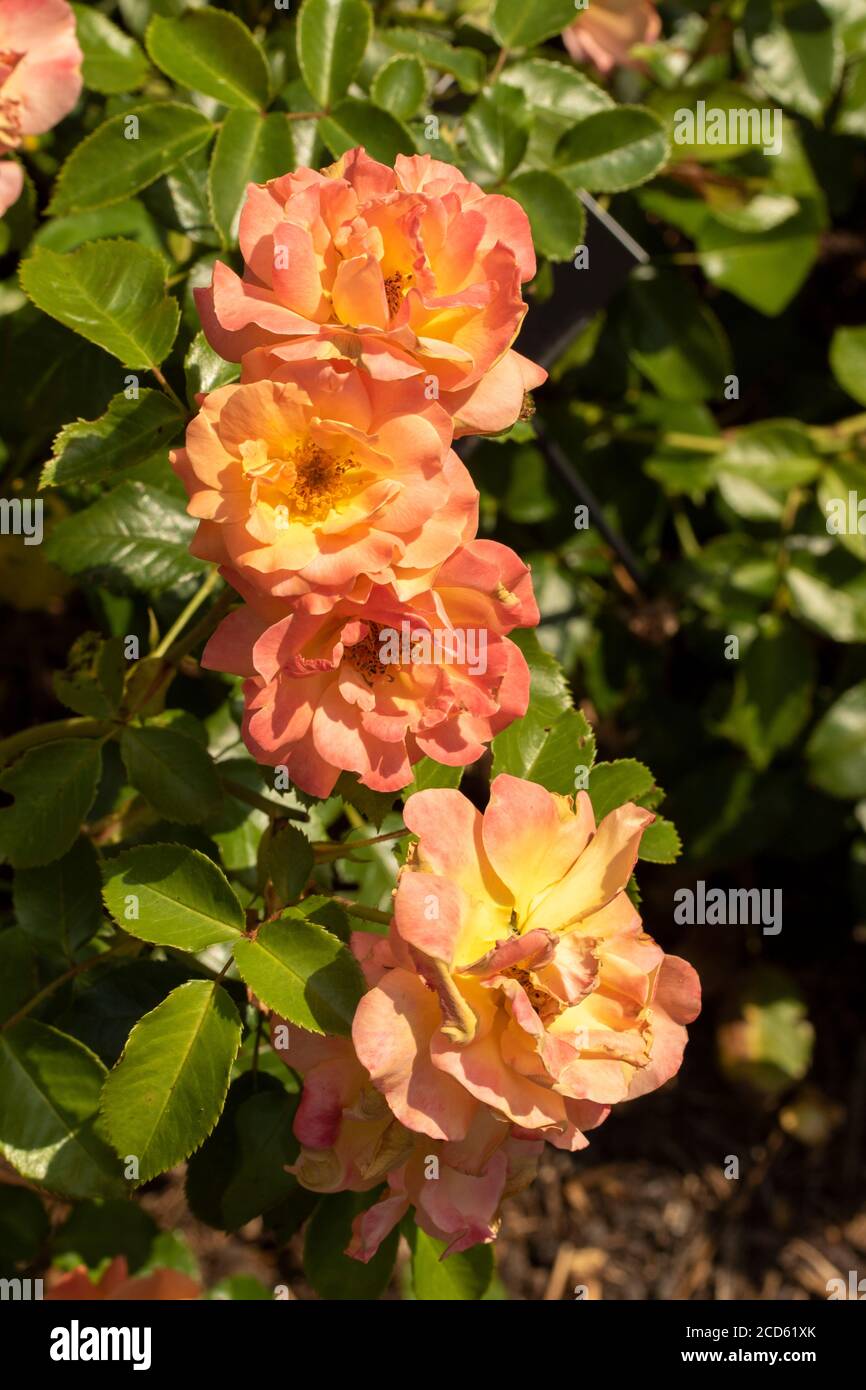 Rosa precious love hi-res stock photography and images - Alamy