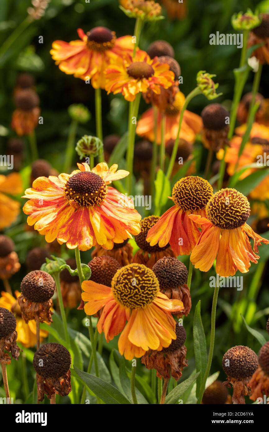 Echinacea flowers natural garden scene Stock Photo - Alamy