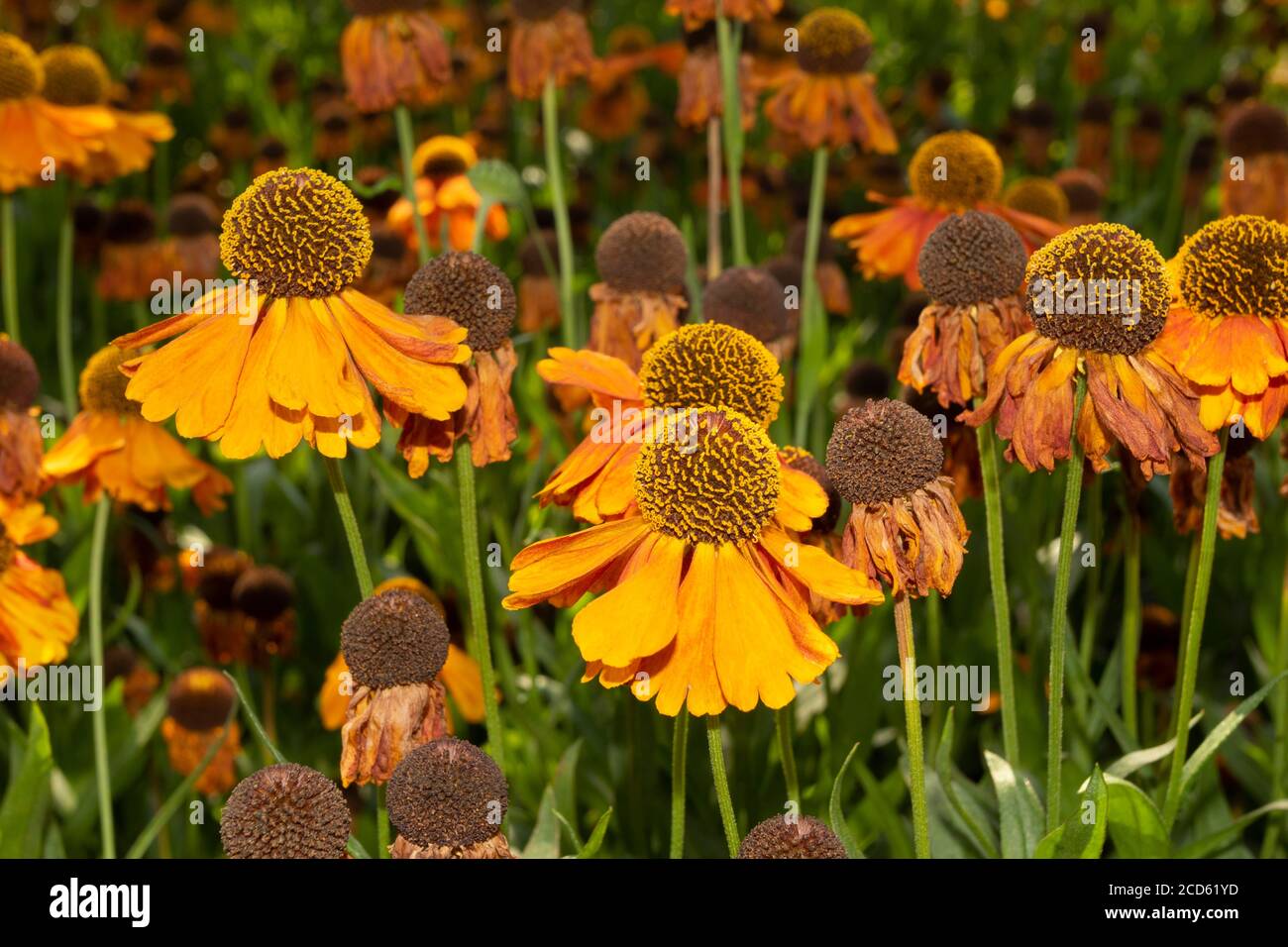 Showy heads with composite flowers hi-res stock photography and images ...