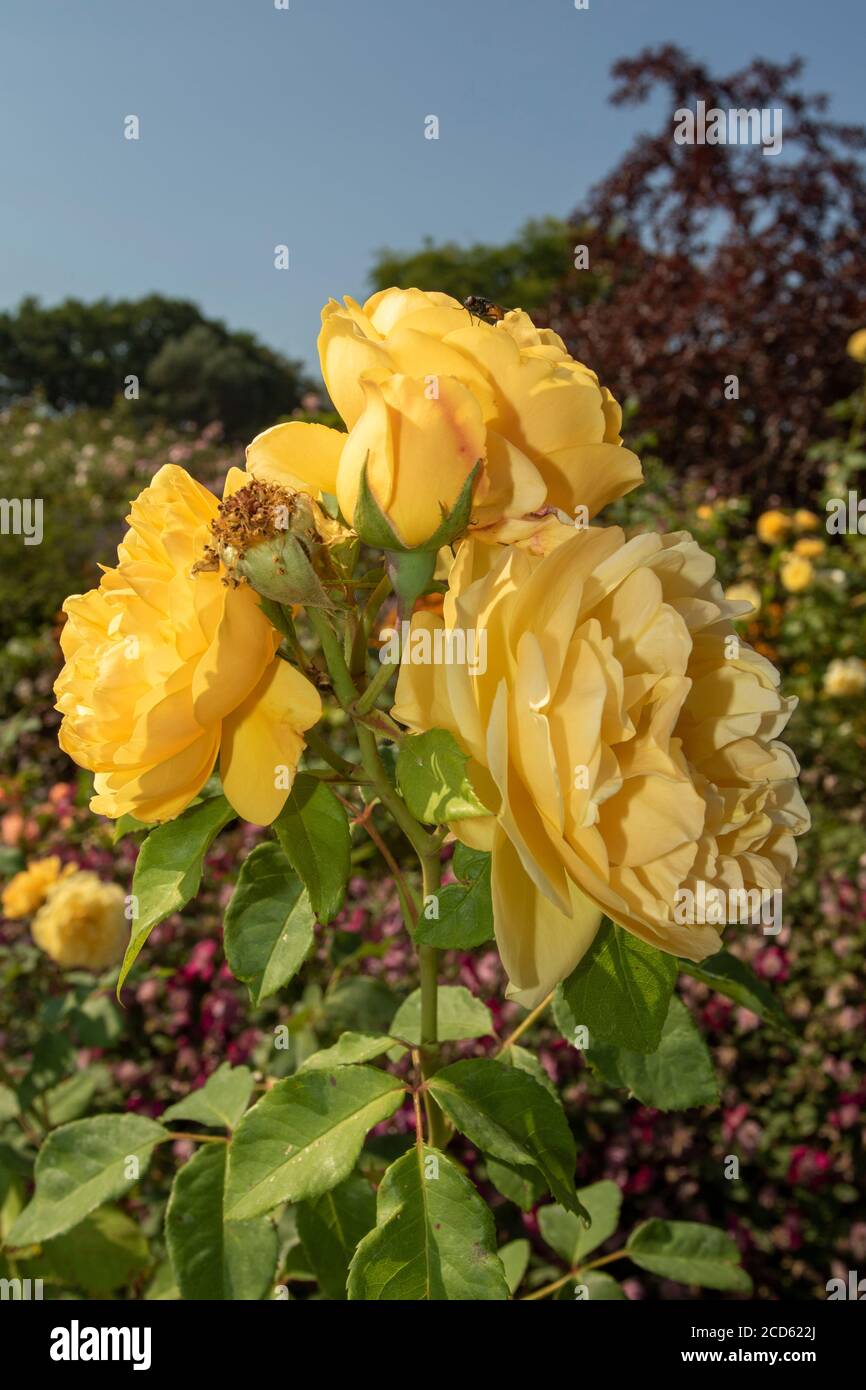 Climbing rose graham thomas hi-res stock photography and images - Alamy