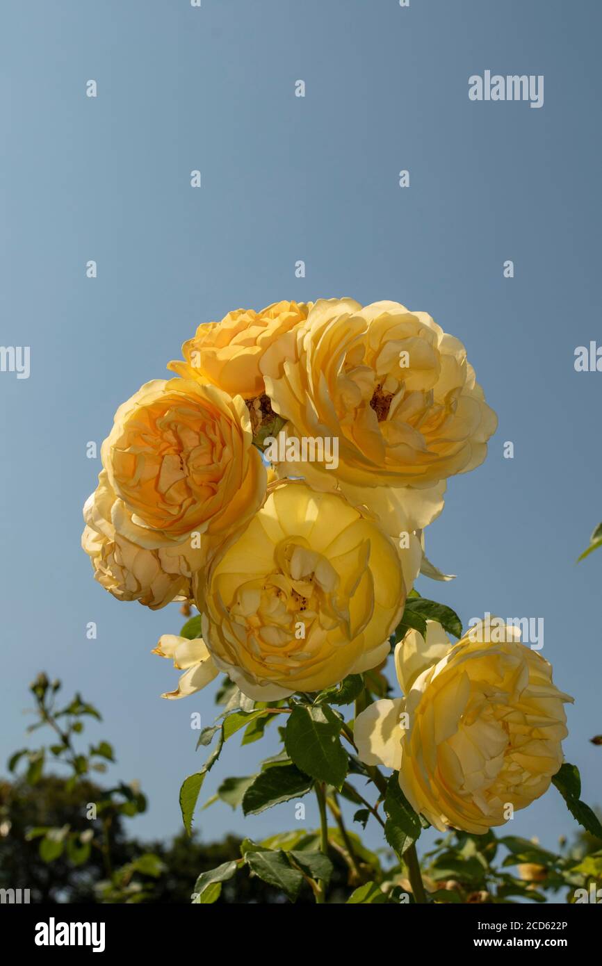Climbing rose graham thomas hi-res stock photography and images - Alamy