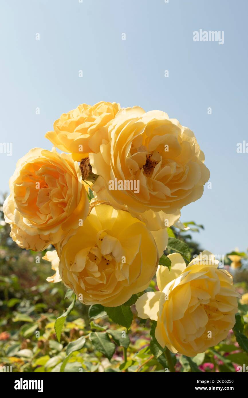 Climbing rose graham thomas hi-res stock photography and images - Alamy