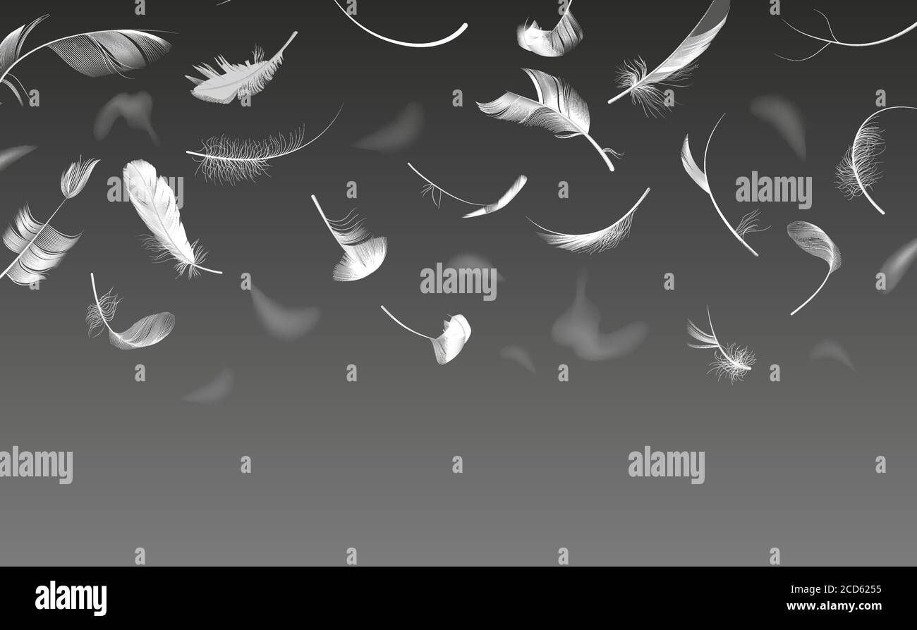 Falling feathers. Realistic twirled fluffy feathers, white fluffy angel ...