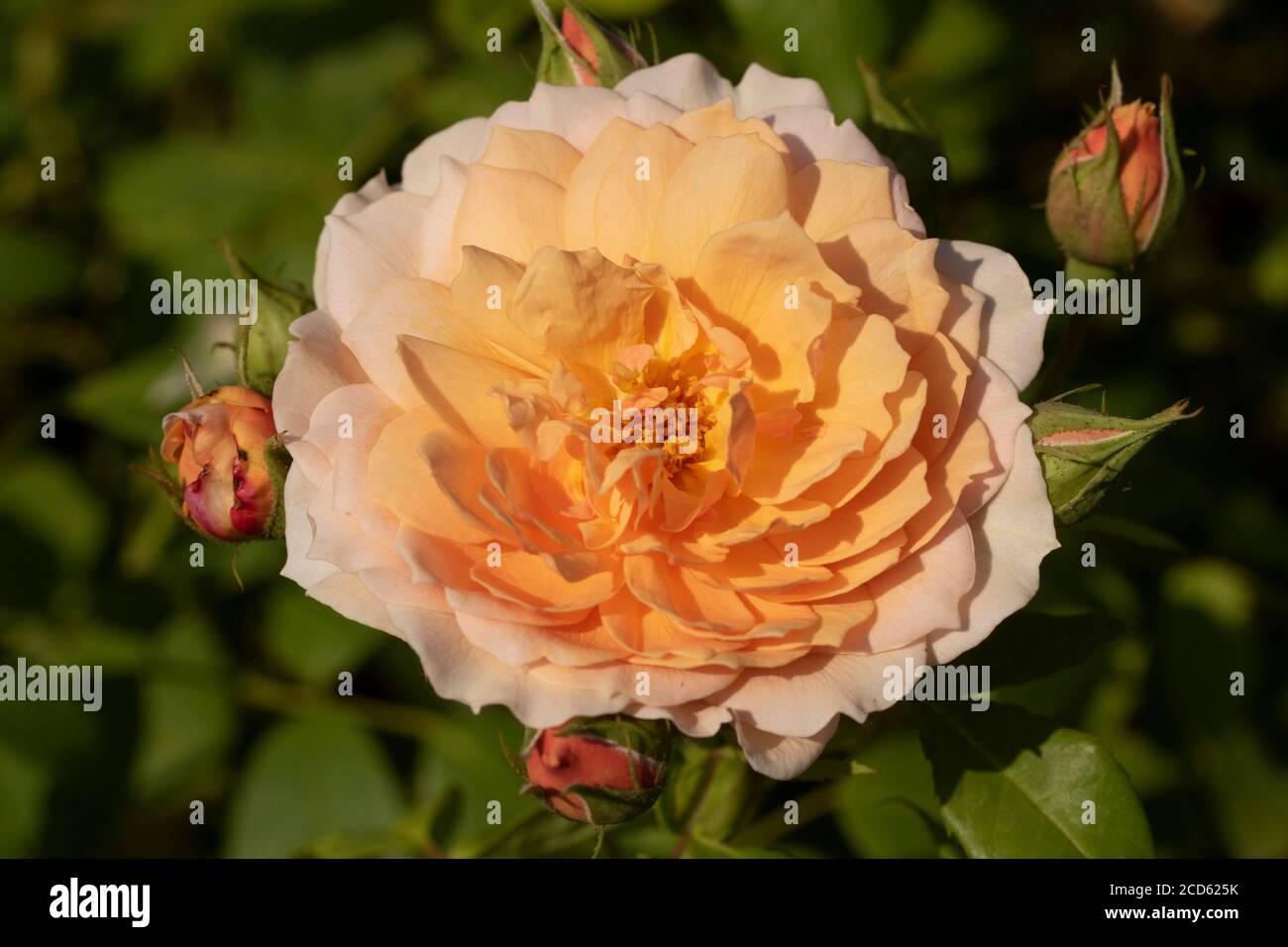 Rose auskeppy hi-res stock photography and images - Alamy