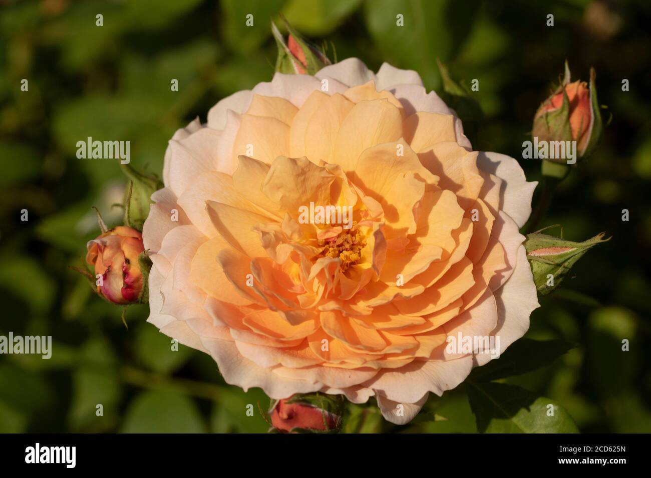 Rose auskeppy hi-res stock photography and images - Alamy