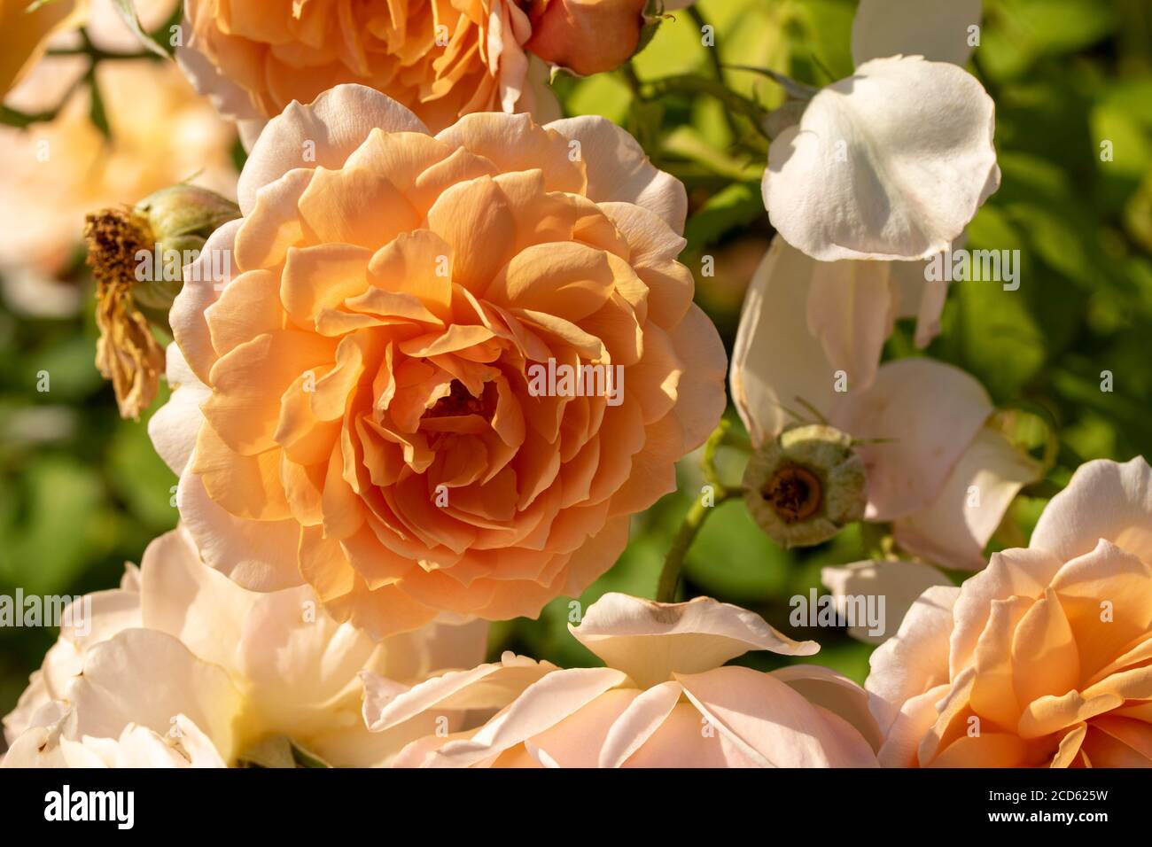 Rose auskeppy hi-res stock photography and images - Alamy