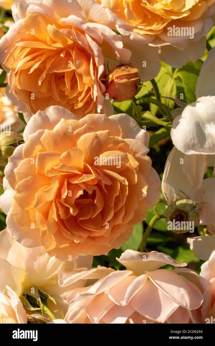 Rose auskeppy hi-res stock photography and images - Alamy