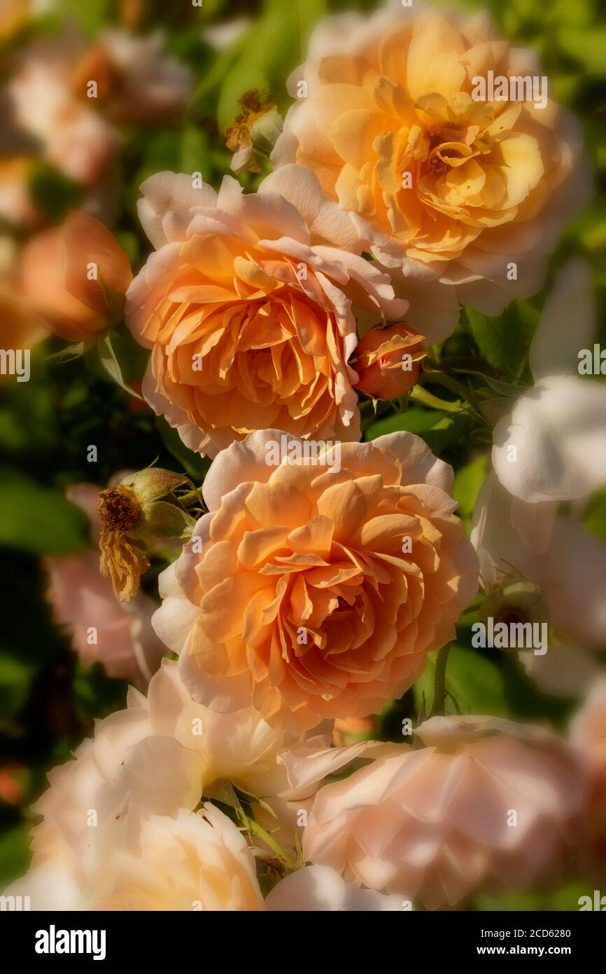 Rose auskeppy hi-res stock photography and images - Alamy