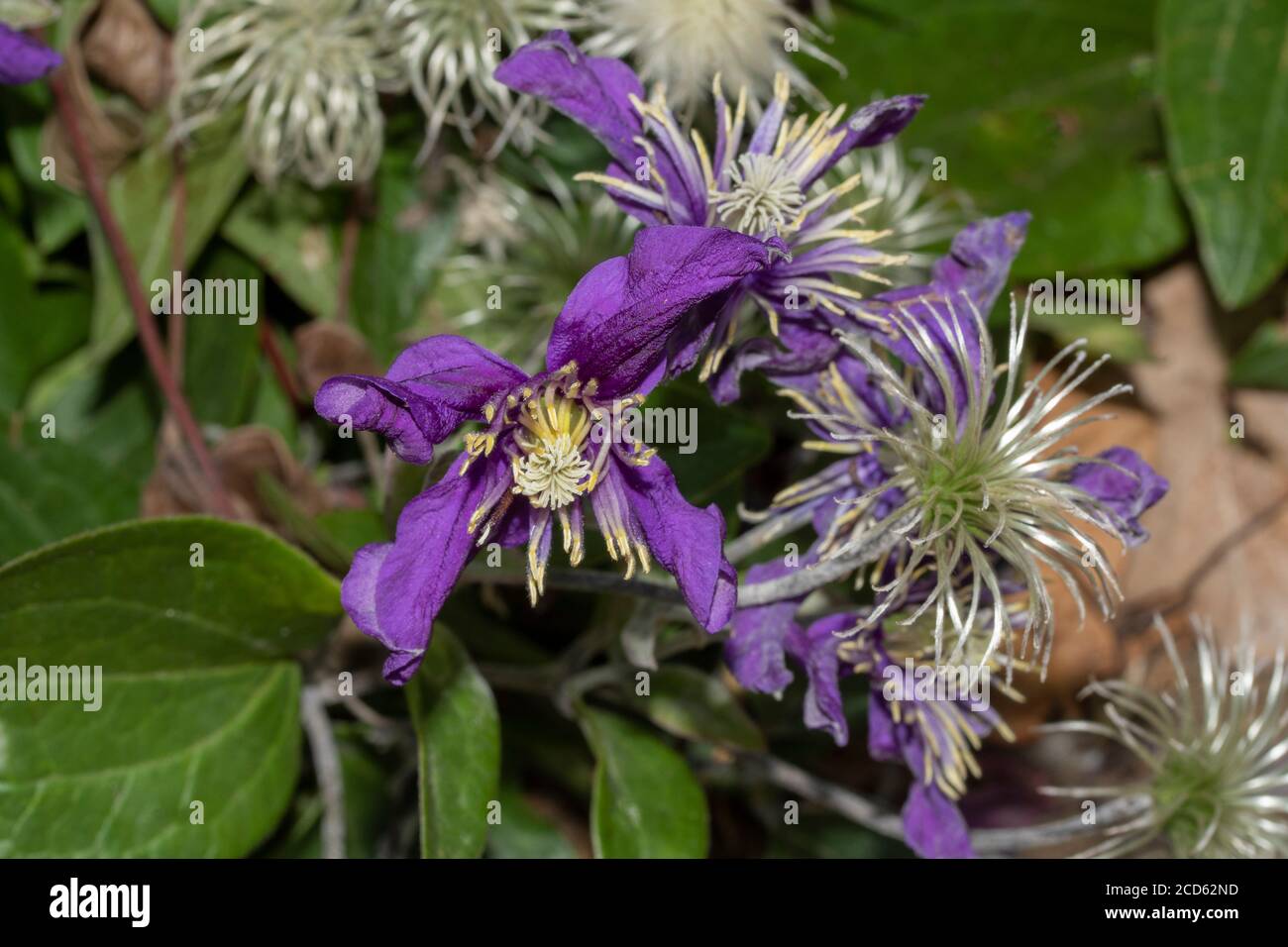 Clematis Petit Faucon flower and foliage Stock Photo - Alamy