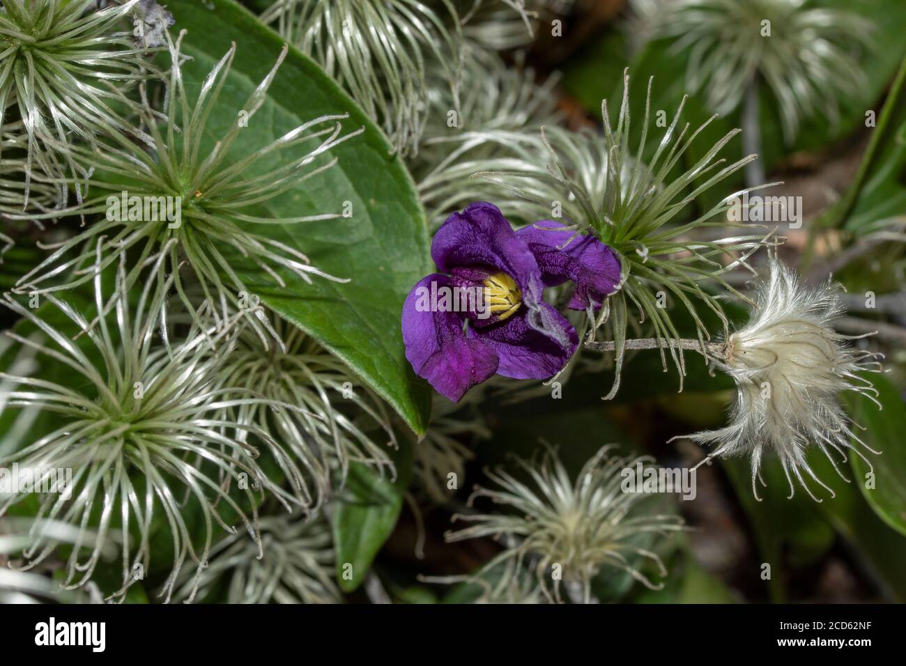 Clematis Petit Faucon flower and foliage Stock Photo - Alamy