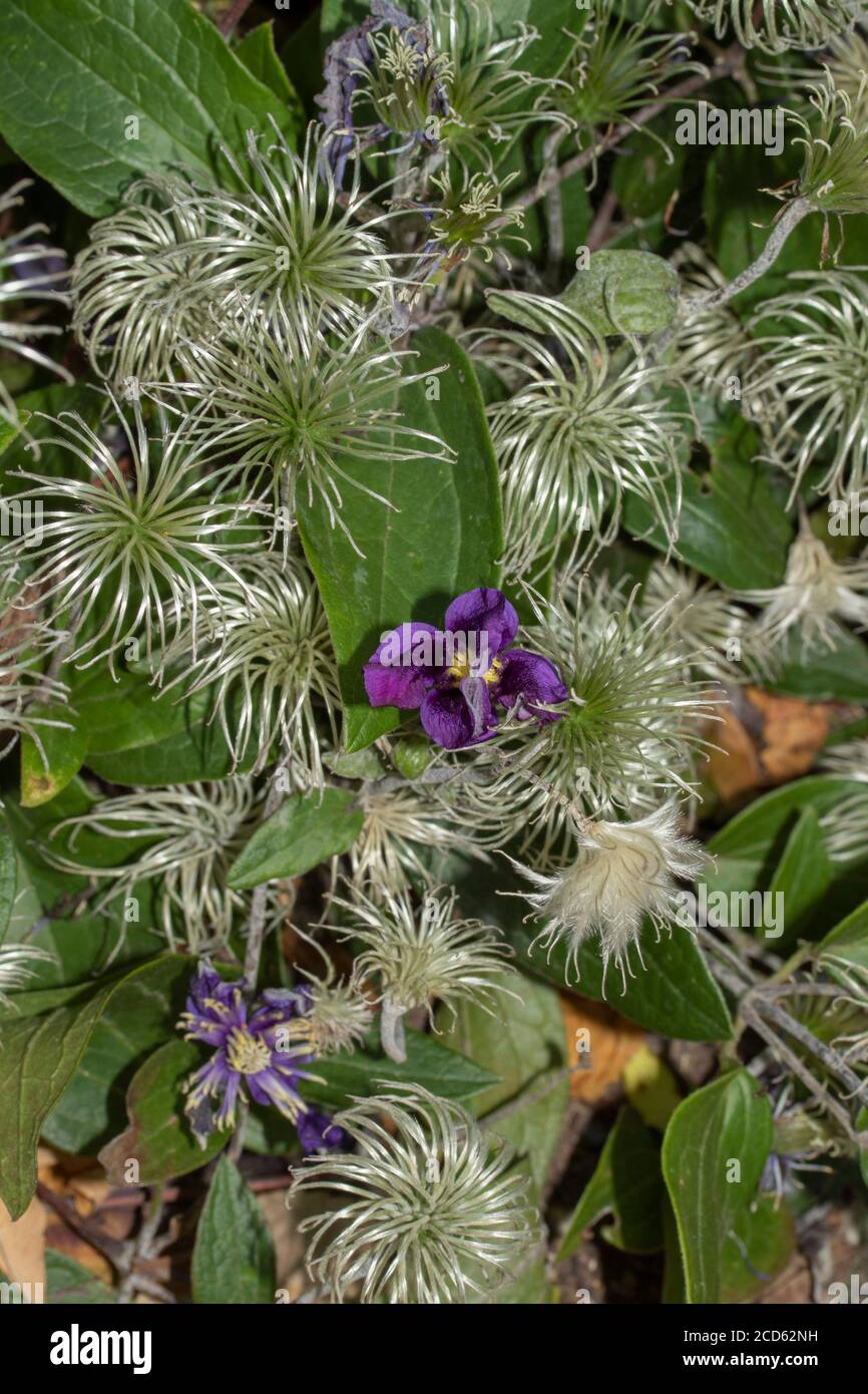 Clematis Petit Faucon flower and foliage Stock Photo - Alamy