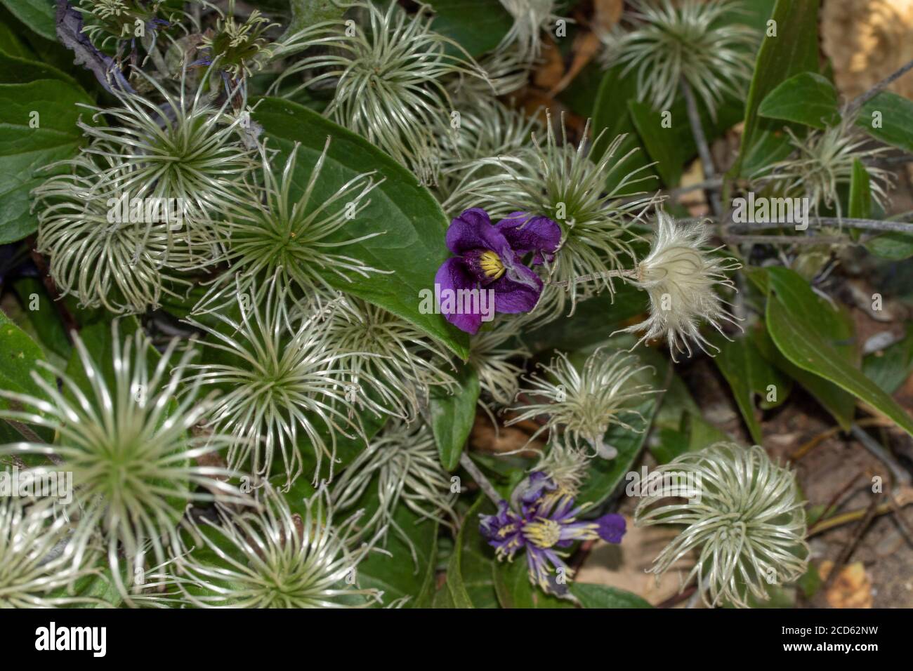 Clematis Petit Faucon flower and foliage Stock Photo - Alamy