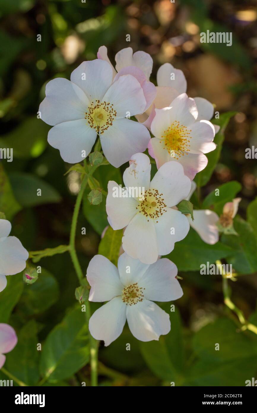 Rosa lyda hi-res stock photography and images - Alamy