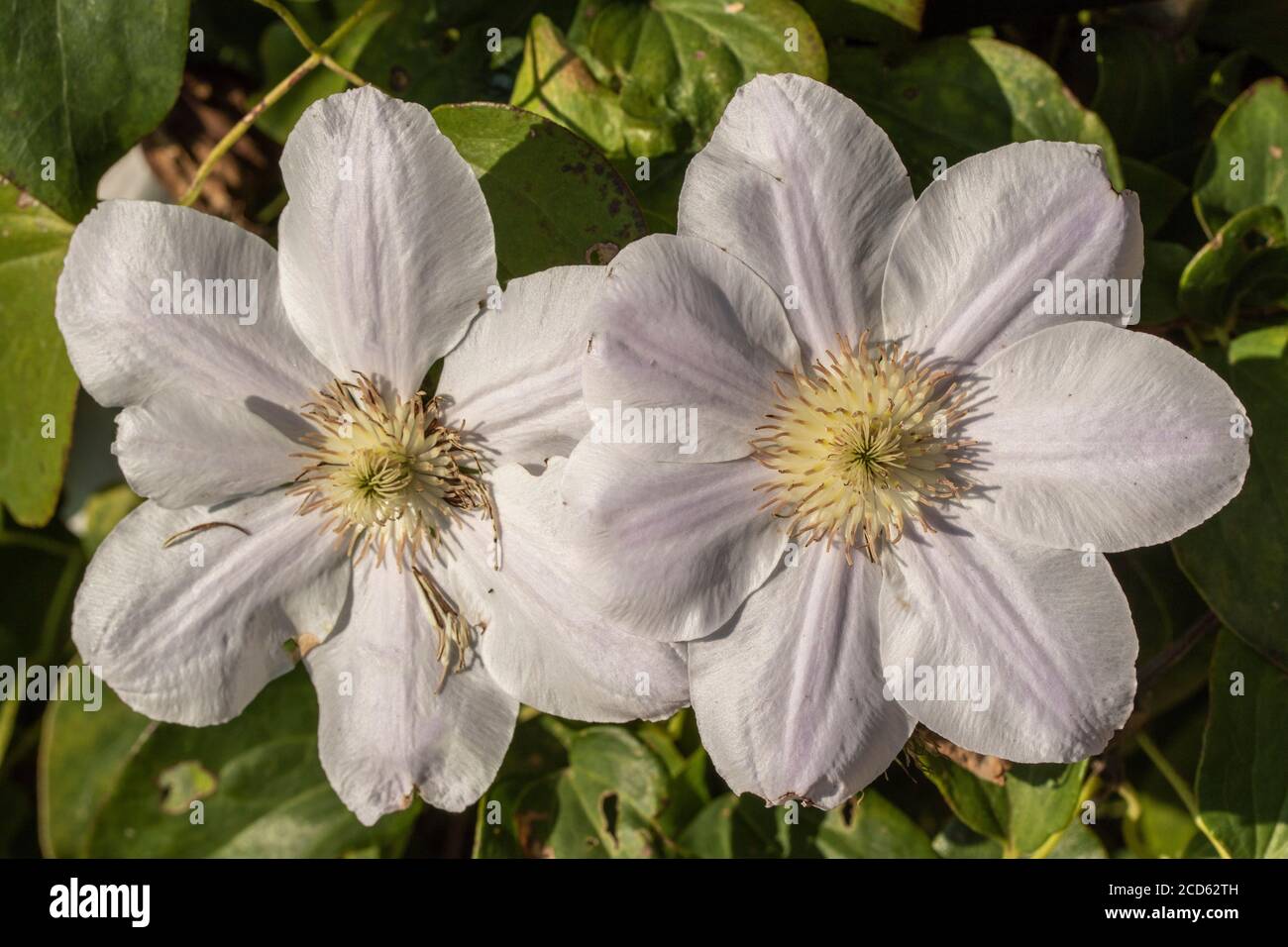 Dwarf clematis hi-res stock photography and images - Alamy