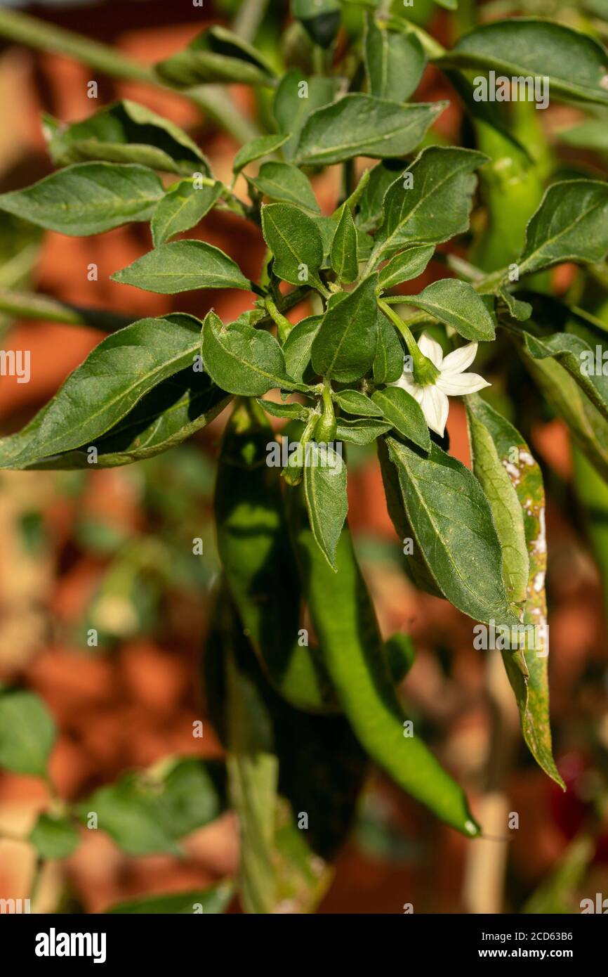 Chilli Pepper (Goat Horn) fruit and flower against verdant foliage ...