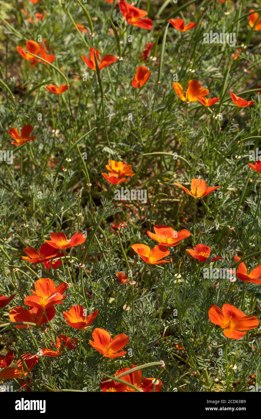 California Poppy (Red Chief) flowers Stock Photo - Alamy