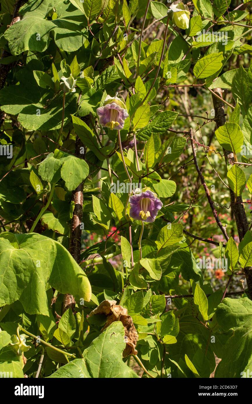 Spaghetti squash plant Stock Photo - Alamy