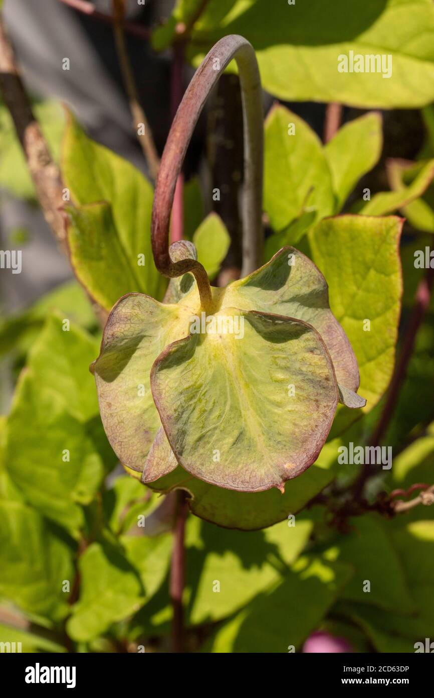 Spaghetti squash plant Stock Photo - Alamy