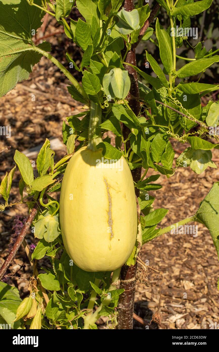 Spaghetti squash plant Stock Photo - Alamy