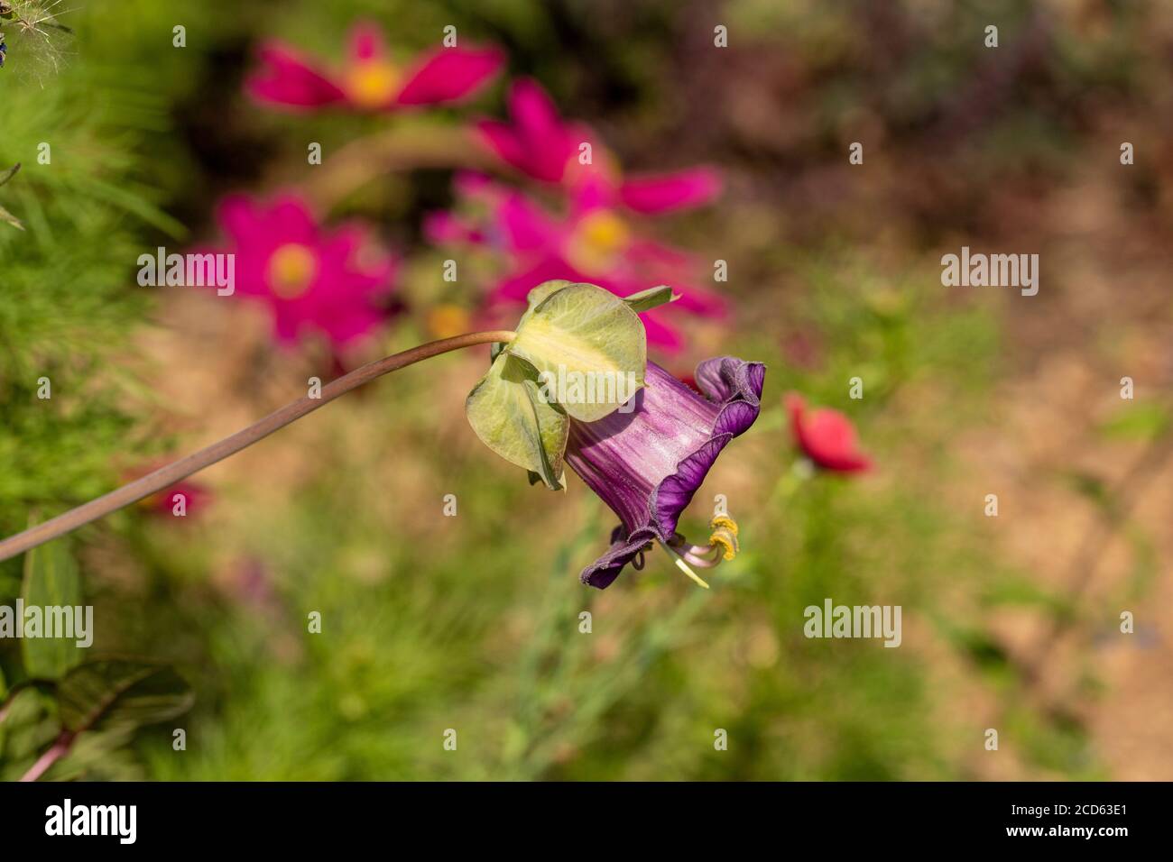 Spaghetti squash plant Stock Photo - Alamy