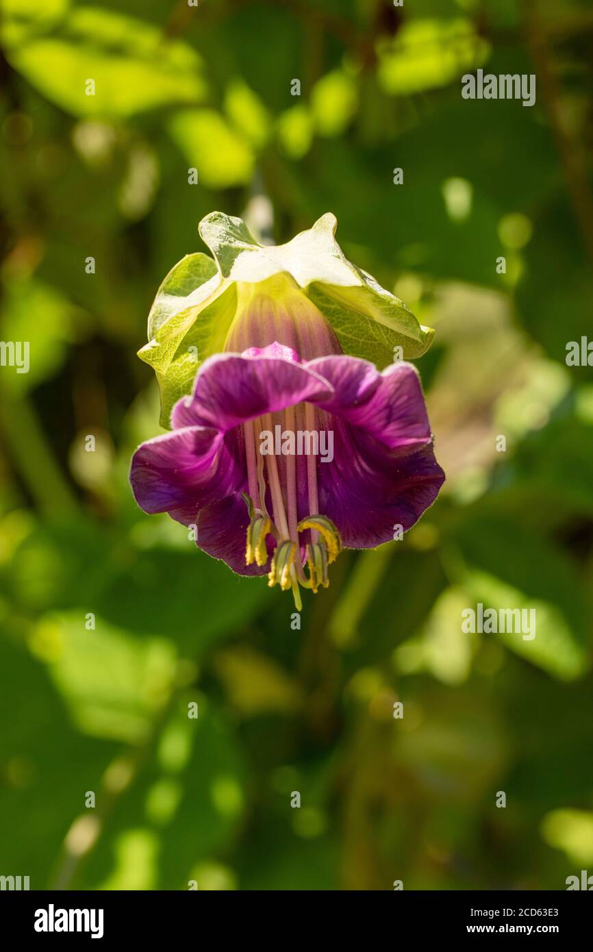 Spaghetti squash plant Stock Photo - Alamy
