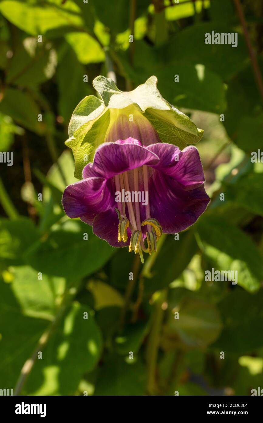 Spaghetti squash plant Stock Photo - Alamy