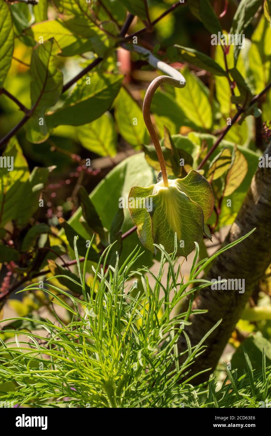 Spaghetti squash plant Stock Photo - Alamy