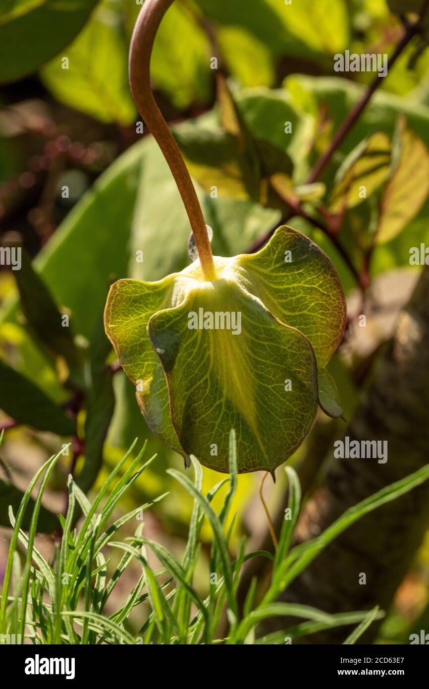 Spaghetti squash plant Stock Photo - Alamy