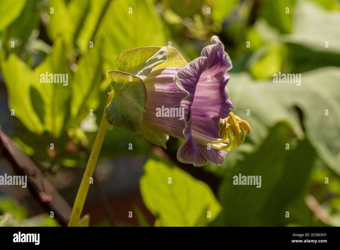 Spaghetti squash plant Stock Photo - Alamy