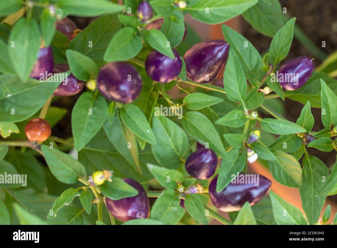 Chilli pepper 'Loco' Stock Photo - Alamy