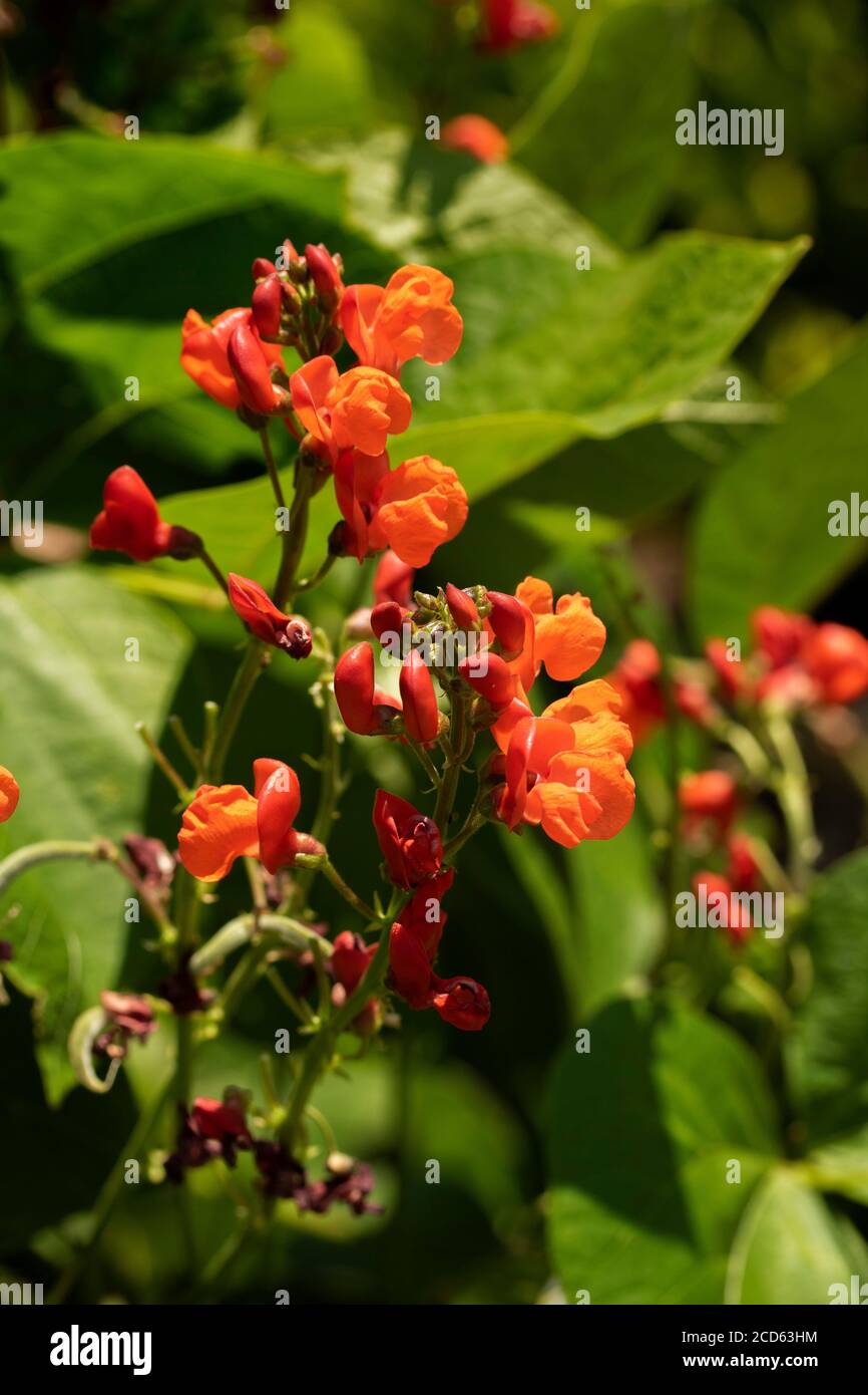 Runner bean roots hi-res stock photography and images - Alamy