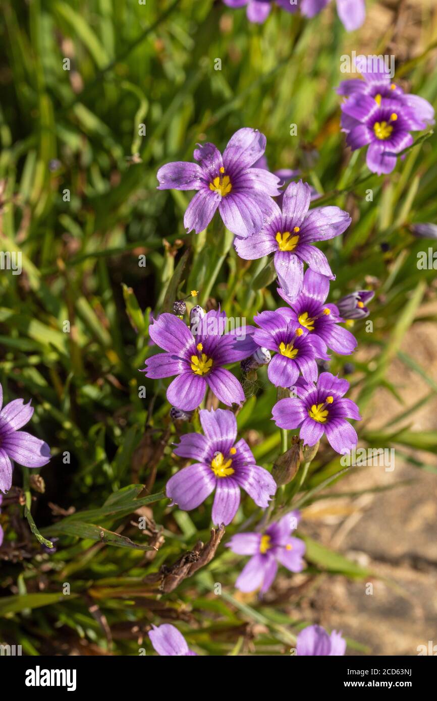 Family carnation plants caryophyllaceae hi-res stock photography and ...