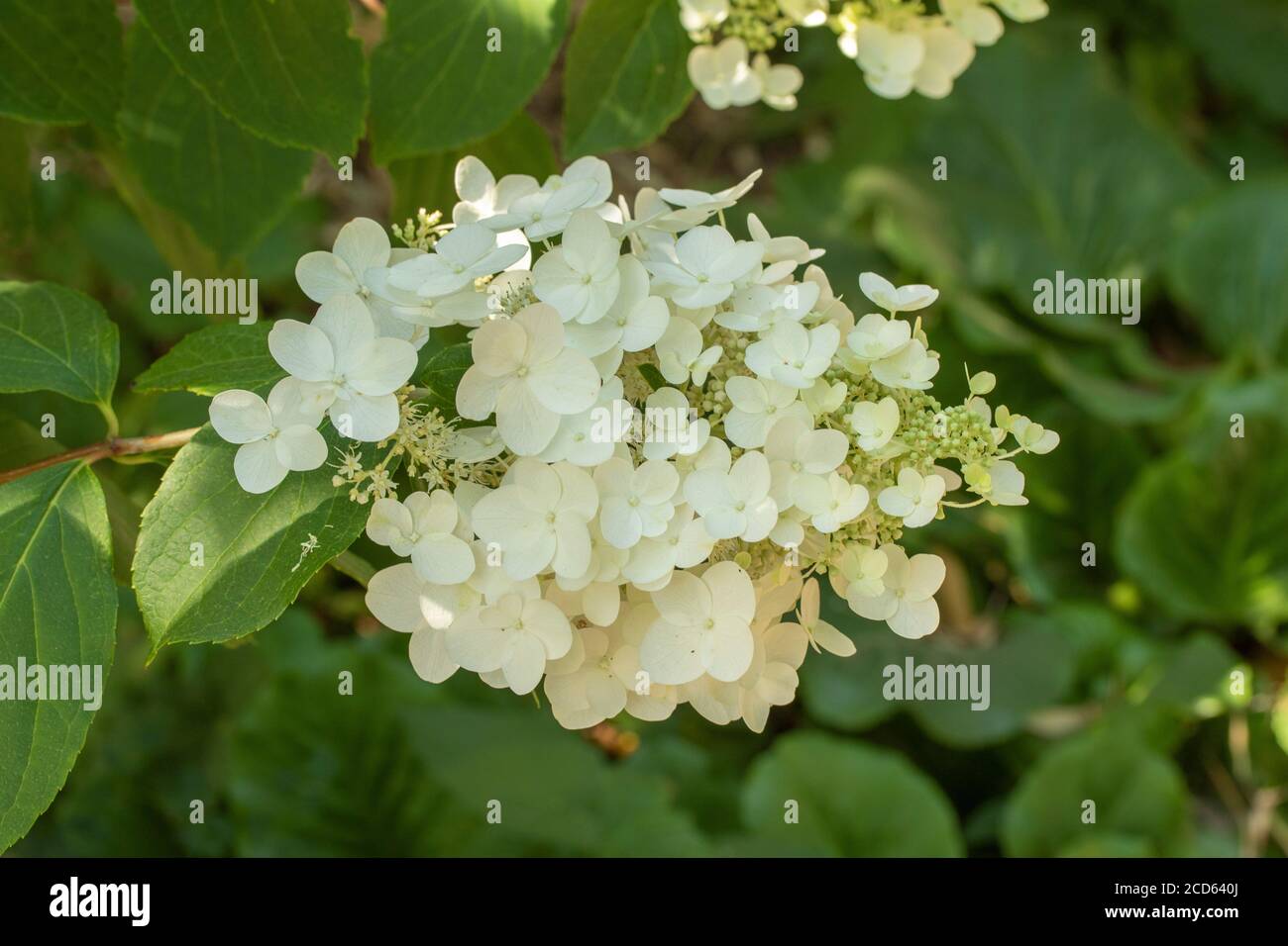 Flowering white Hydrangea, flower portrait Stock Photo - Alamy