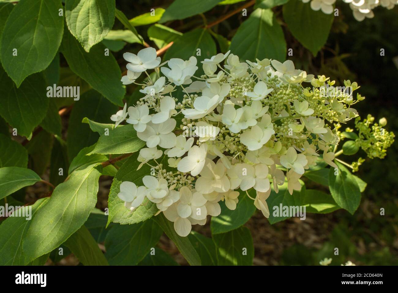 Budding Anatomy High Resolution Stock Photography and Images - Alamy