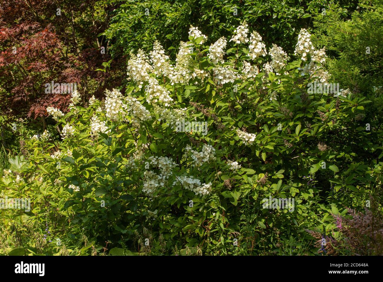 Budding anatomy hi-res stock photography and images - Alamy