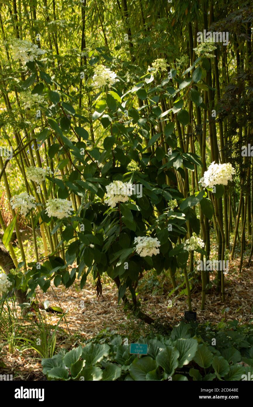 Flowering white Hydrangea, flower portrait Stock Photo - Alamy