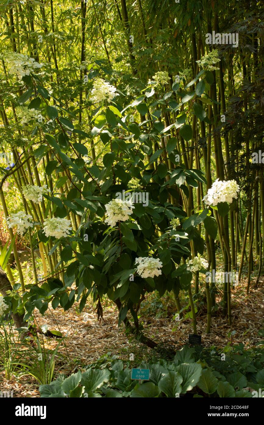 Flowering white Hydrangea, flower portrait Stock Photo - Alamy