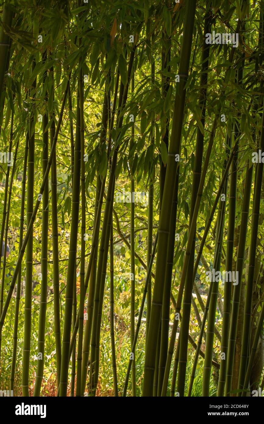 Phyllostachys Purpurata (english bamboo)forming a natural backlit ...