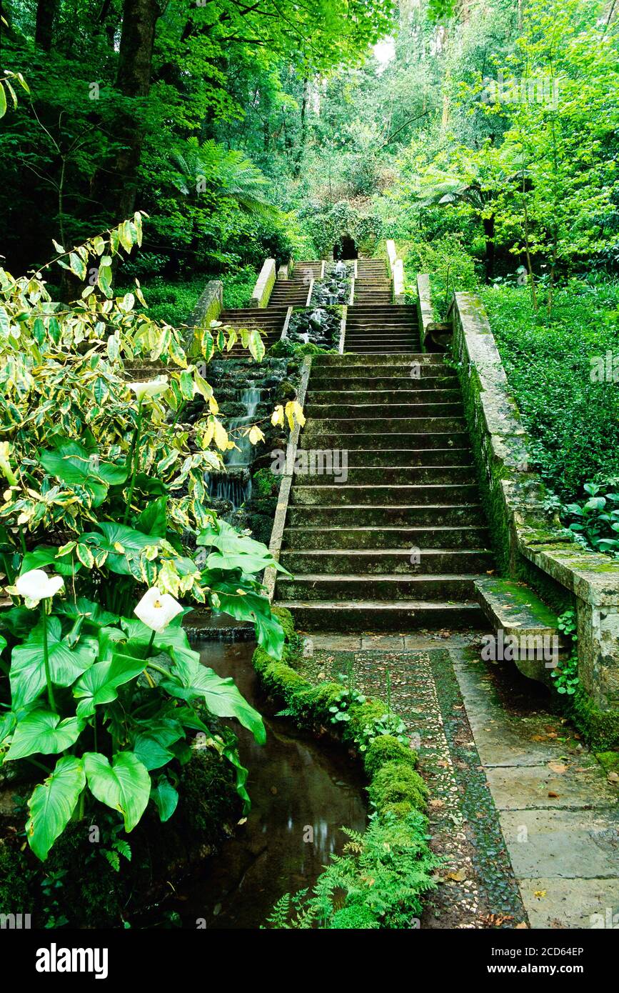 Steps in forest hi-res stock photography and images - Alamy