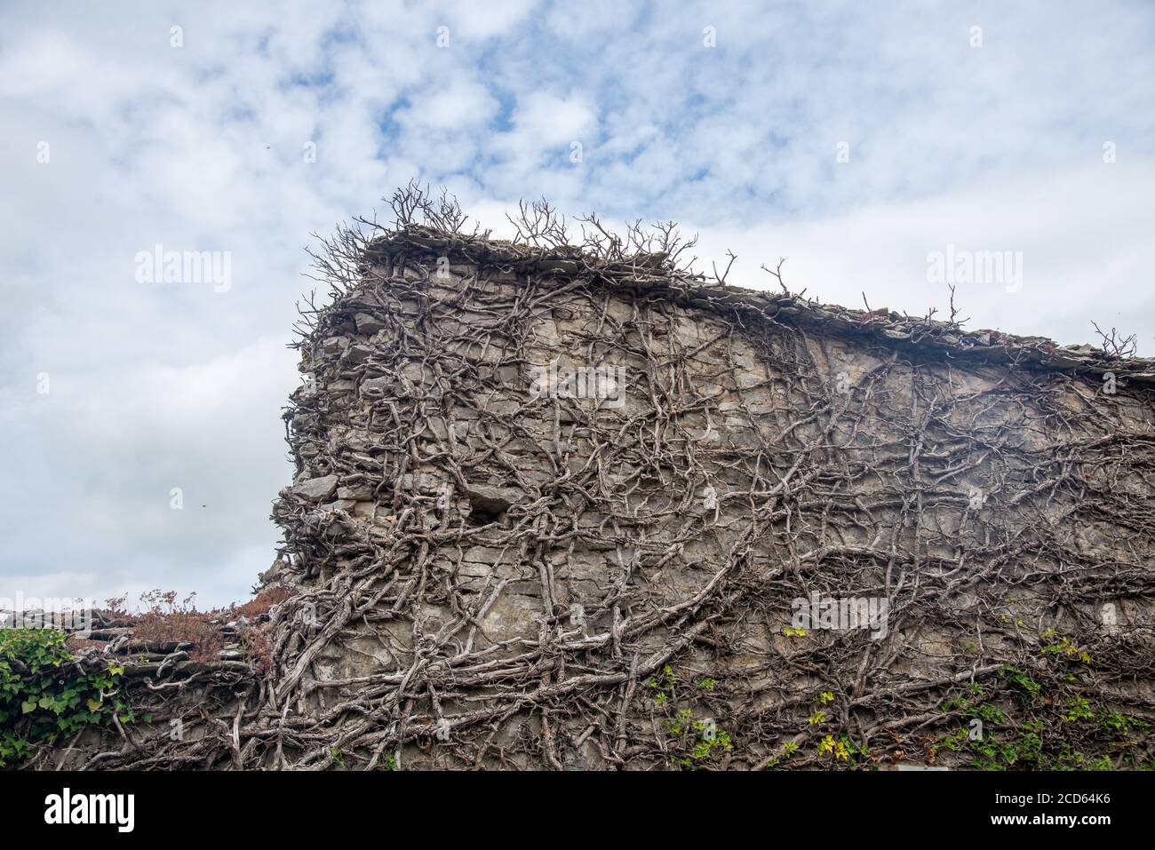 old wall covered with roots at France Stock Photo - Alamy