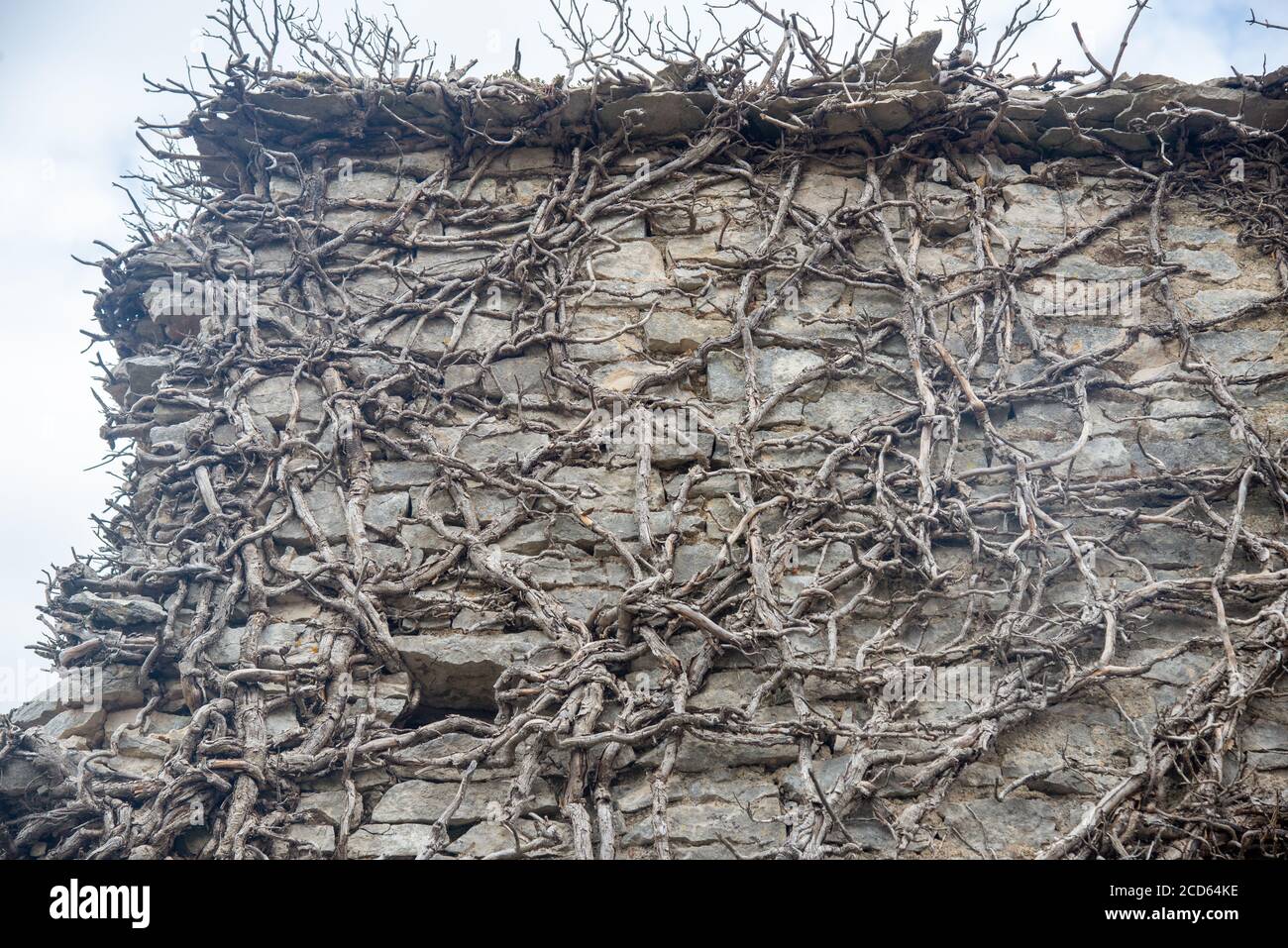old wall covered with roots at France Stock Photo - Alamy