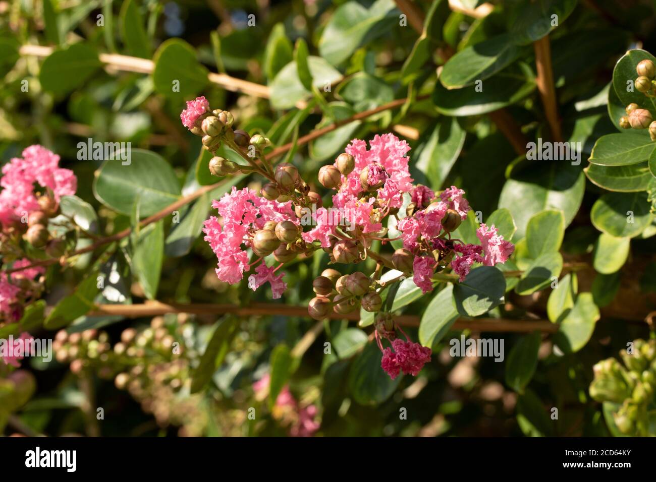 Lagerstroemia indica tree / shrub in flower Stock Photo - Alamy