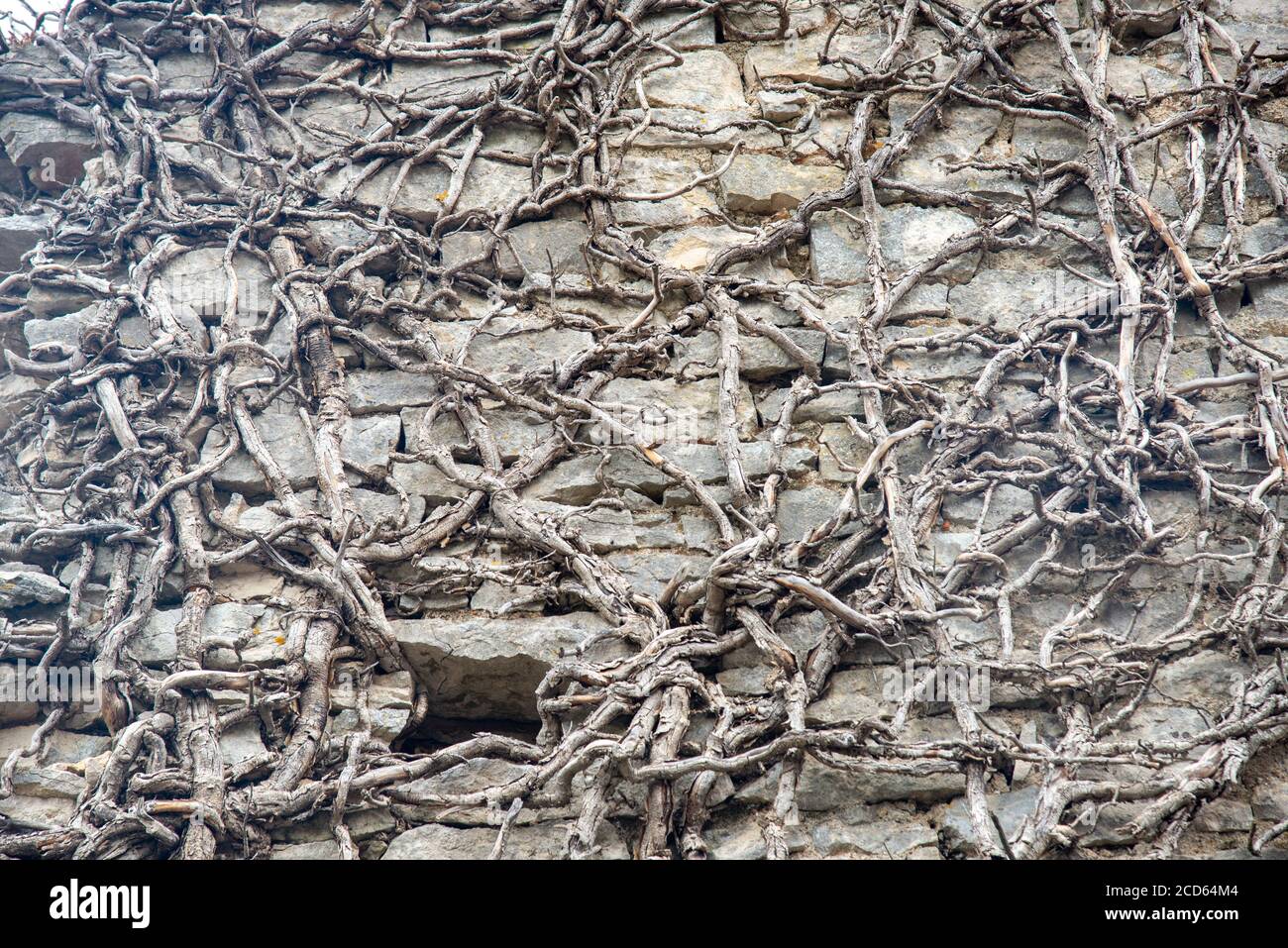 old wall covered with roots at France Stock Photo - Alamy