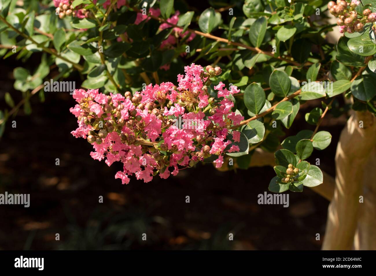 Lagerstroemia indica tree / shrub in flower Stock Photo - Alamy