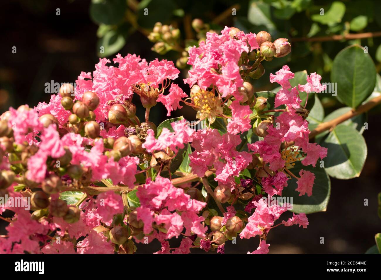 Lagerstroemia indica tree / shrub in flower Stock Photo - Alamy