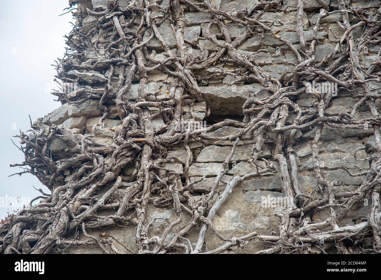 Tree root growing brick wall hi-res stock photography and images - Alamy