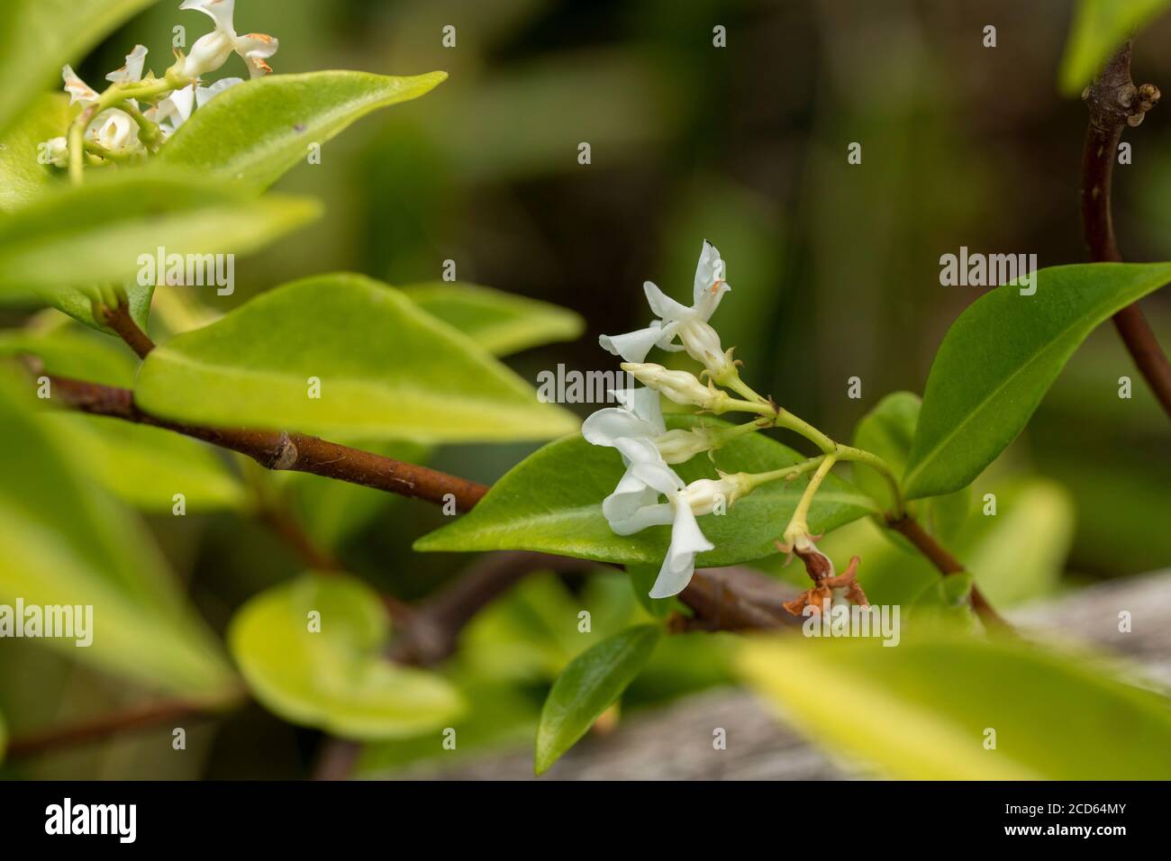 Trachelospermum Speciosum, flowers and twining vine Stock Photo - Alamy